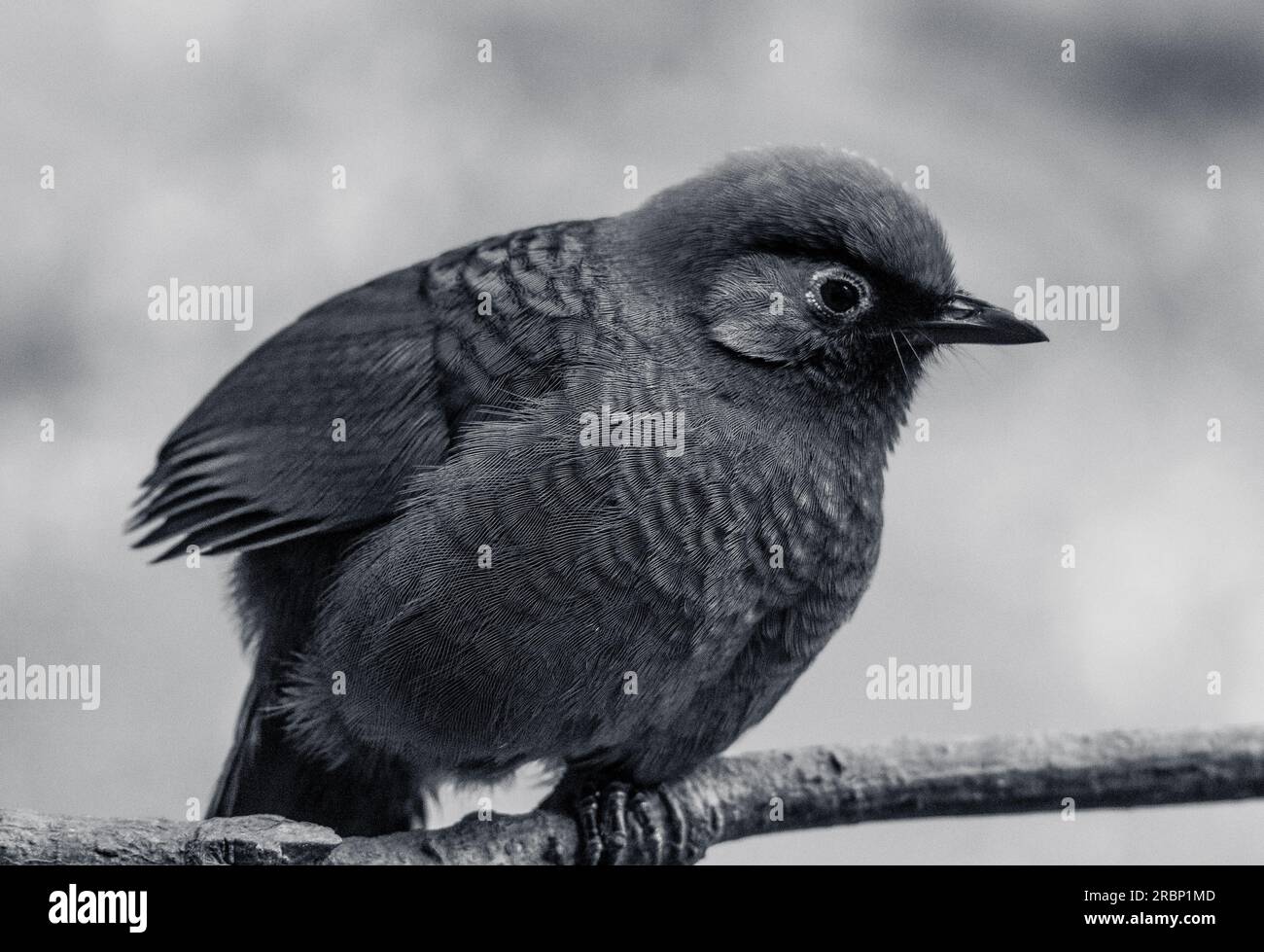 Red tailedlaughingthrush hi-res stock photography and images - Alamy