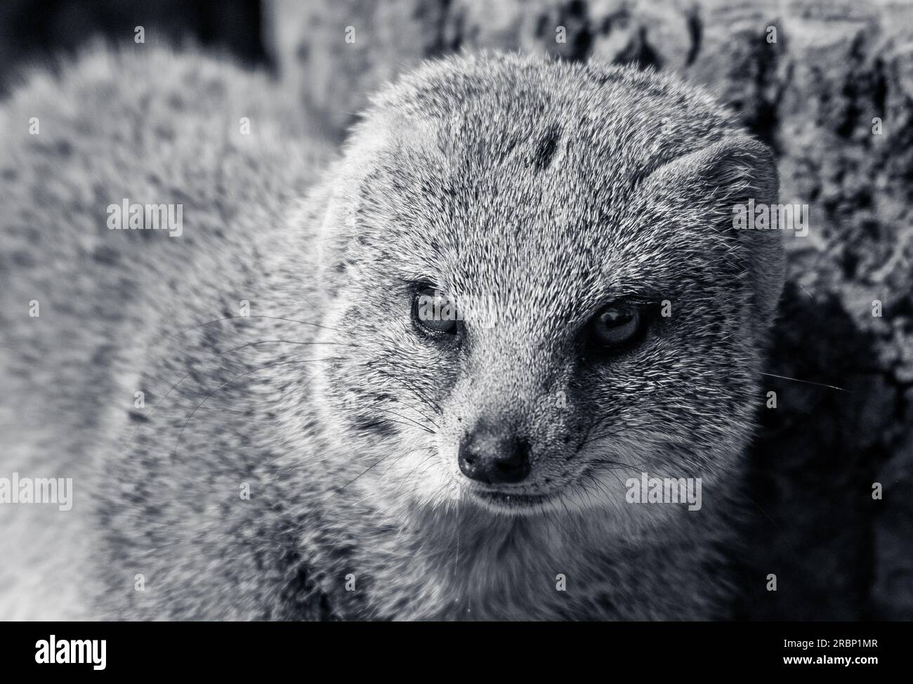 Mongoose rodent animal animals hi-res stock photography and images - Alamy