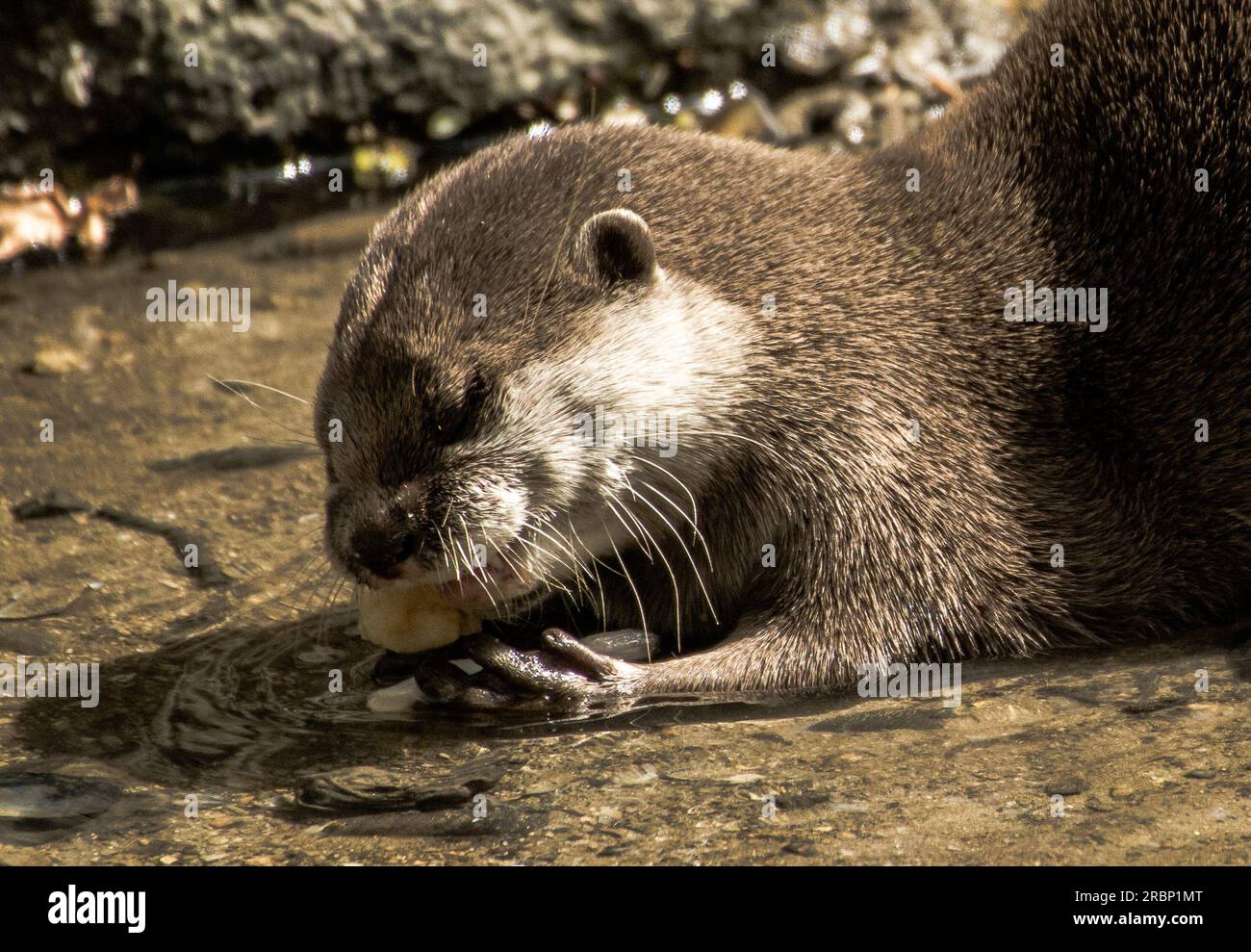 Marine animals fish otters hi-res stock photography and images - Alamy