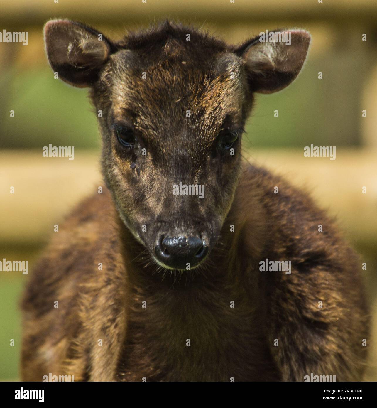 Red muntjac deer muntiacus hi-res stock photography and images - Alamy