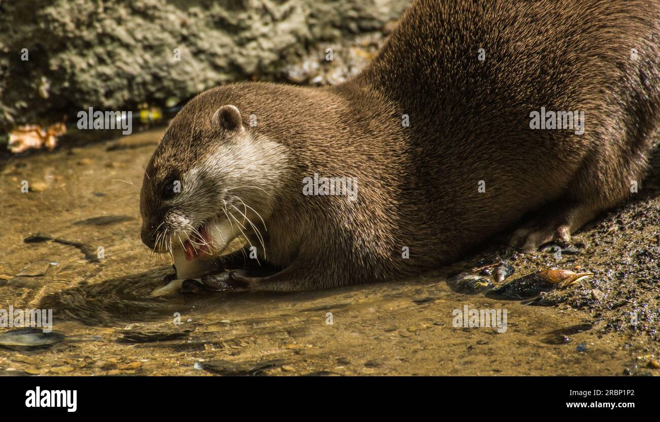 Otter eating fish Stock Photo - Alamy