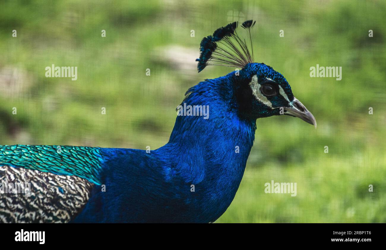 Peacock up close Stock Photo - Alamy