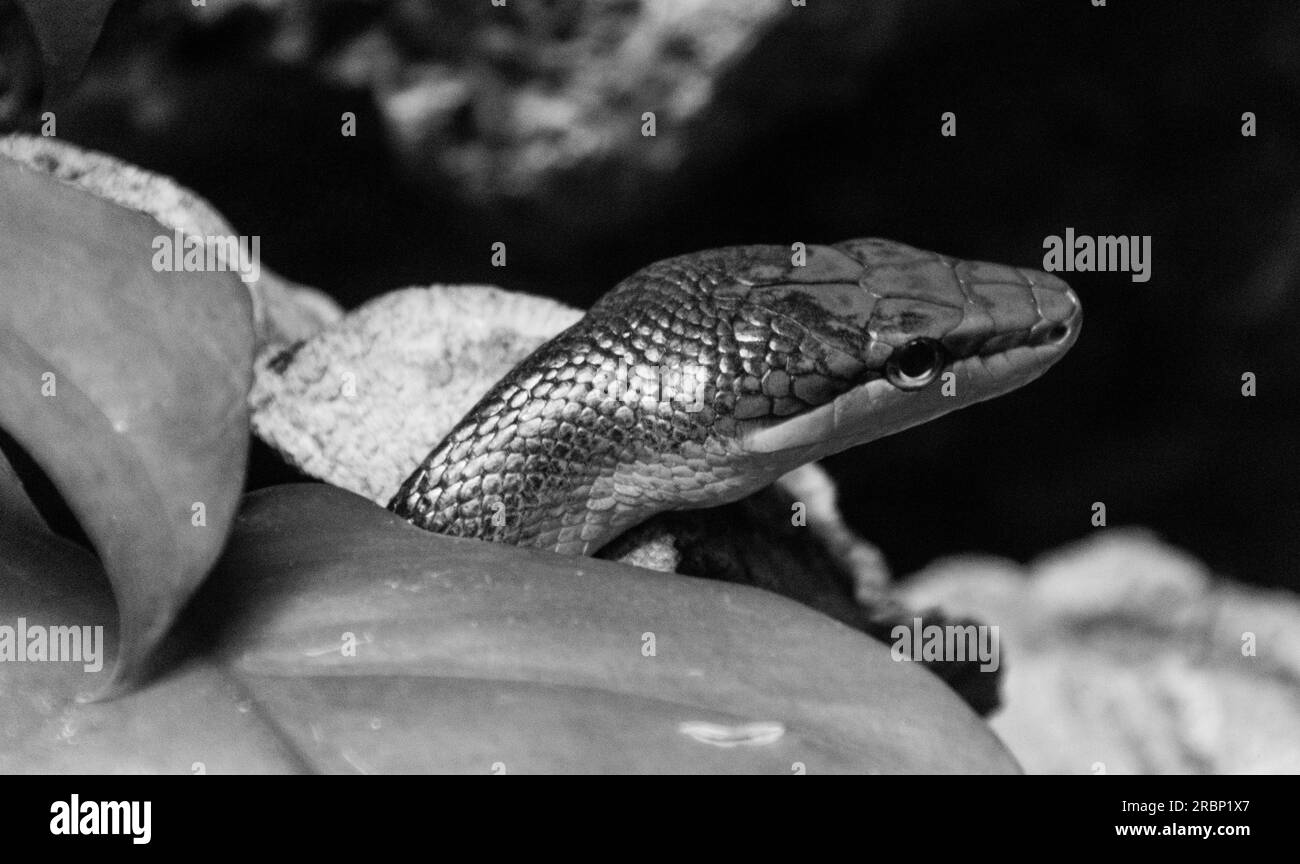 Exotic snakes Black and White Stock Photos & Images - Alamy