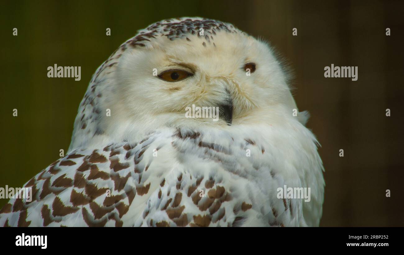 Closeup snowy owl feathers hi-res stock photography and images - Alamy