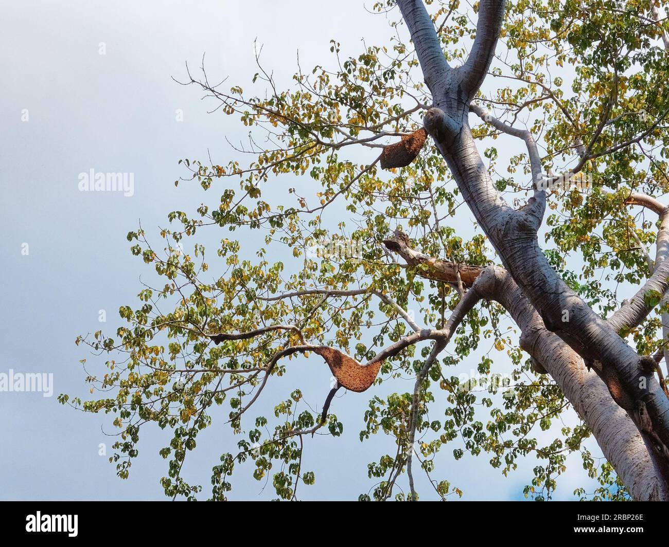 Nests of wild bees high on the branches of a tree Stock Photo - Alamy