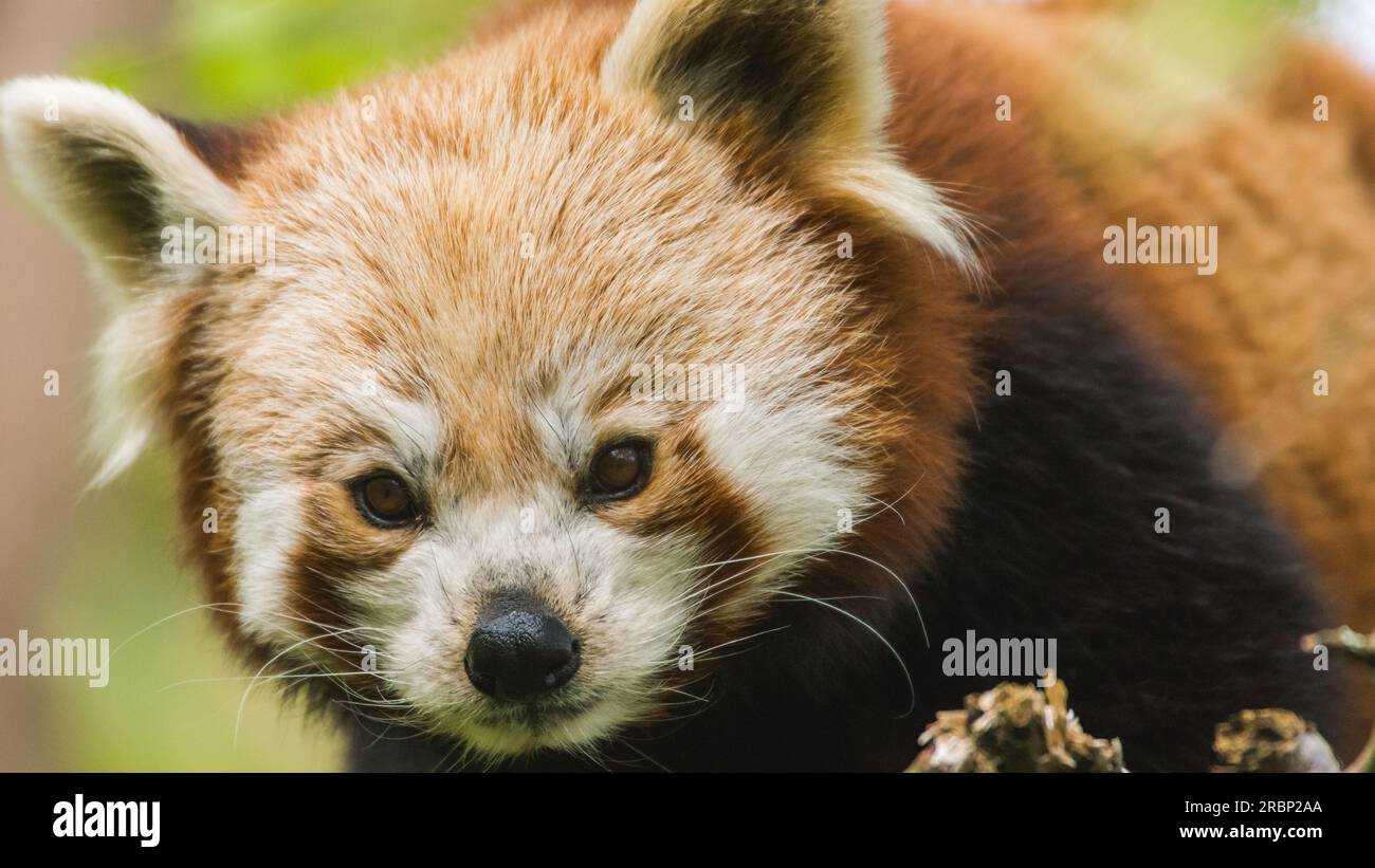 Red Panda Posing Stock Photo - Alamy