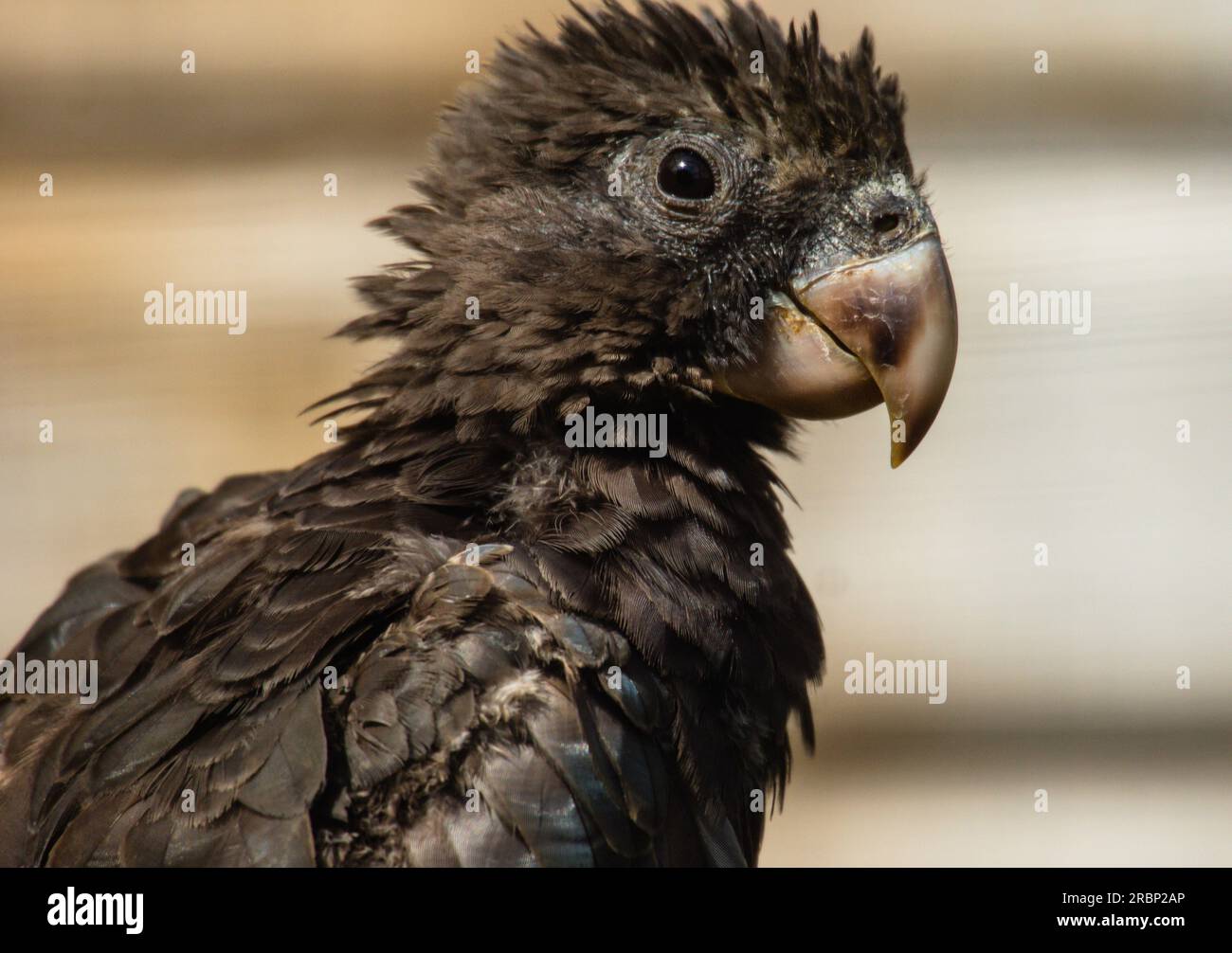 Madagascar bird hi-res stock photography and images - Alamy