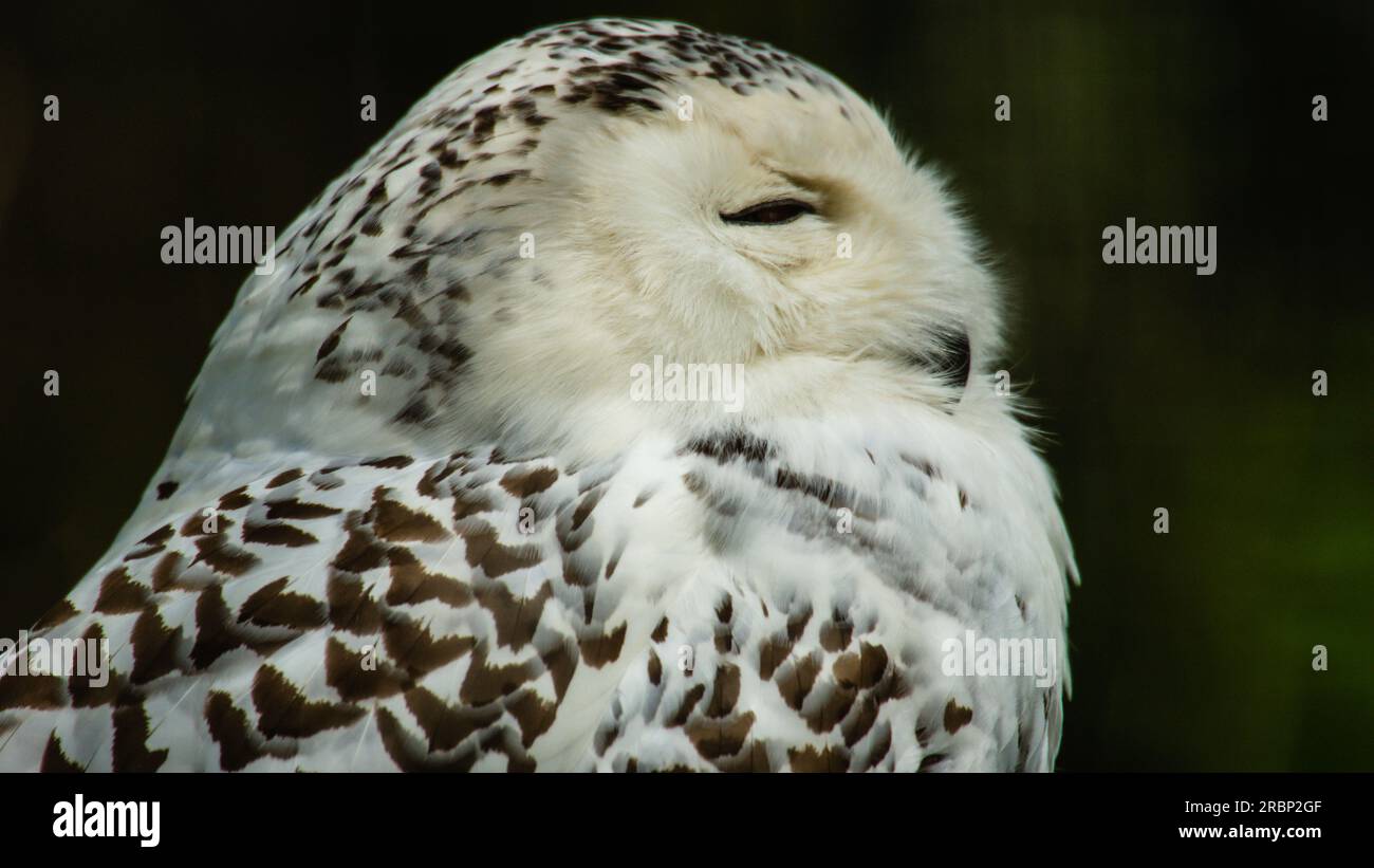 Side on Snowy Owl Stock Photo - Alamy