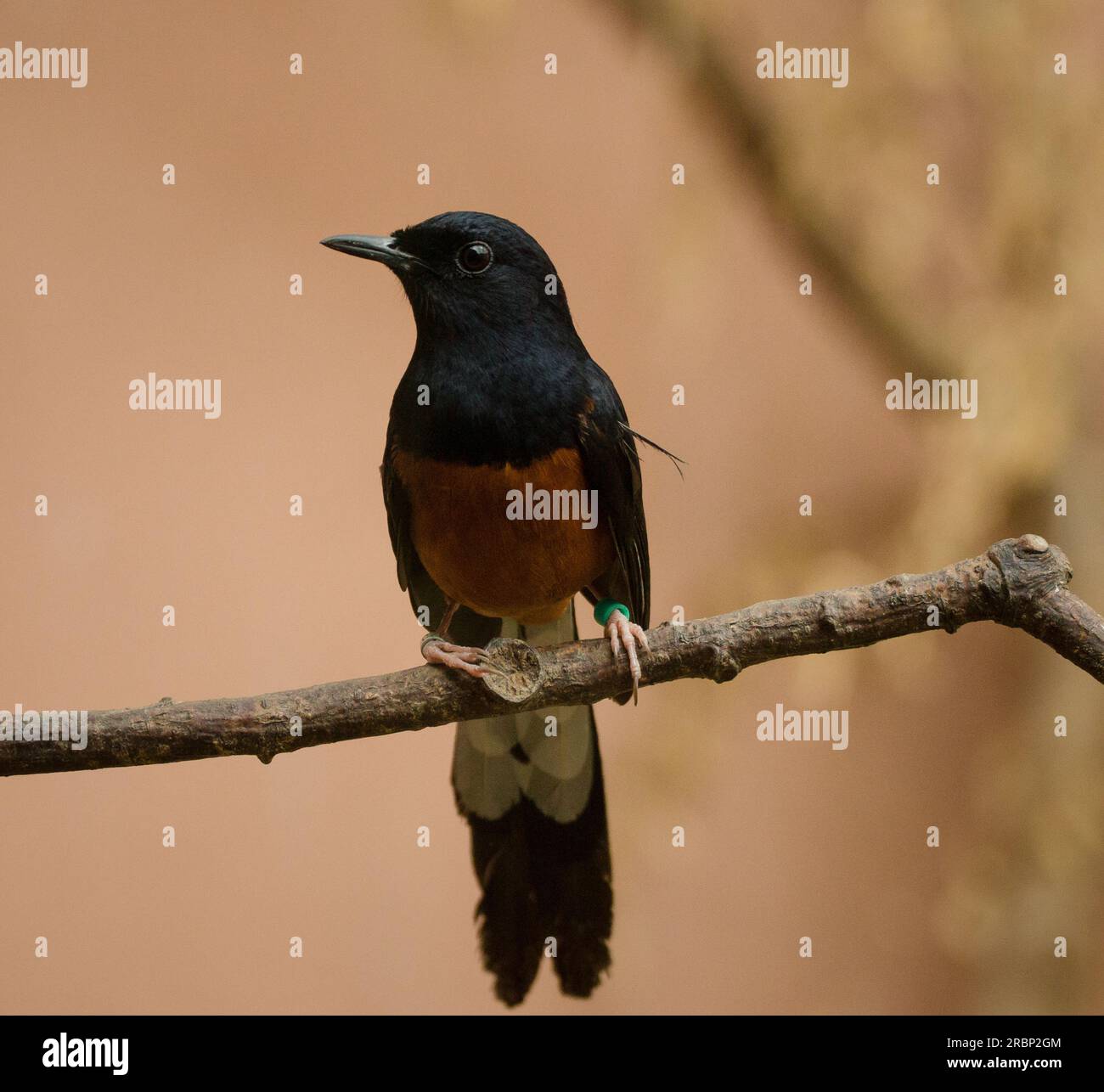 Small Magpie Robin Perched Stock Photo - Alamy