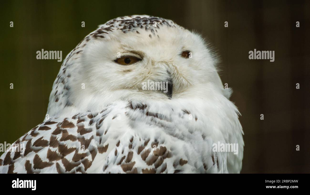 Snowy Owl Head Stock Photo - Alamy