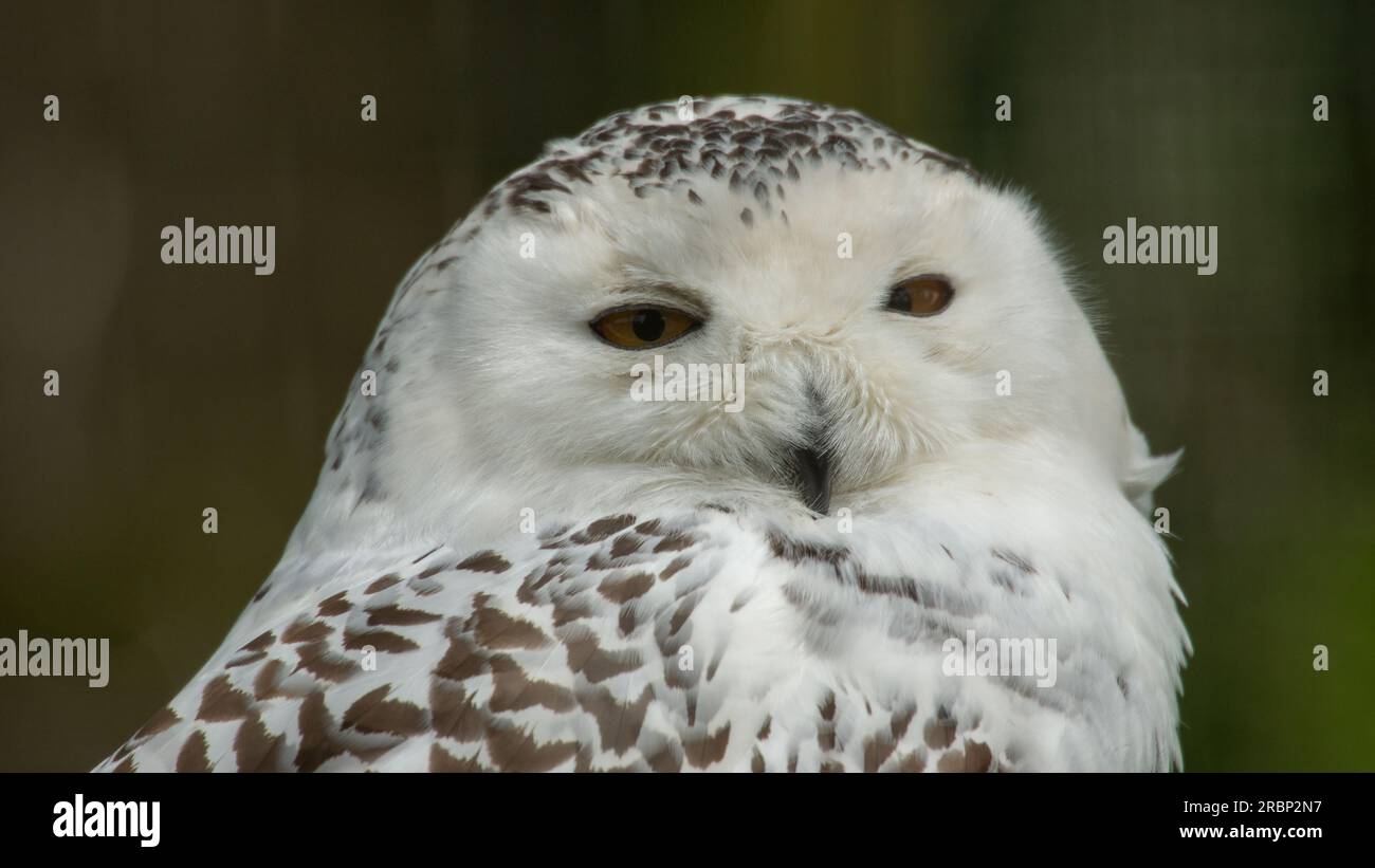 Snowy owl arctic owls hi-res stock photography and images - Alamy