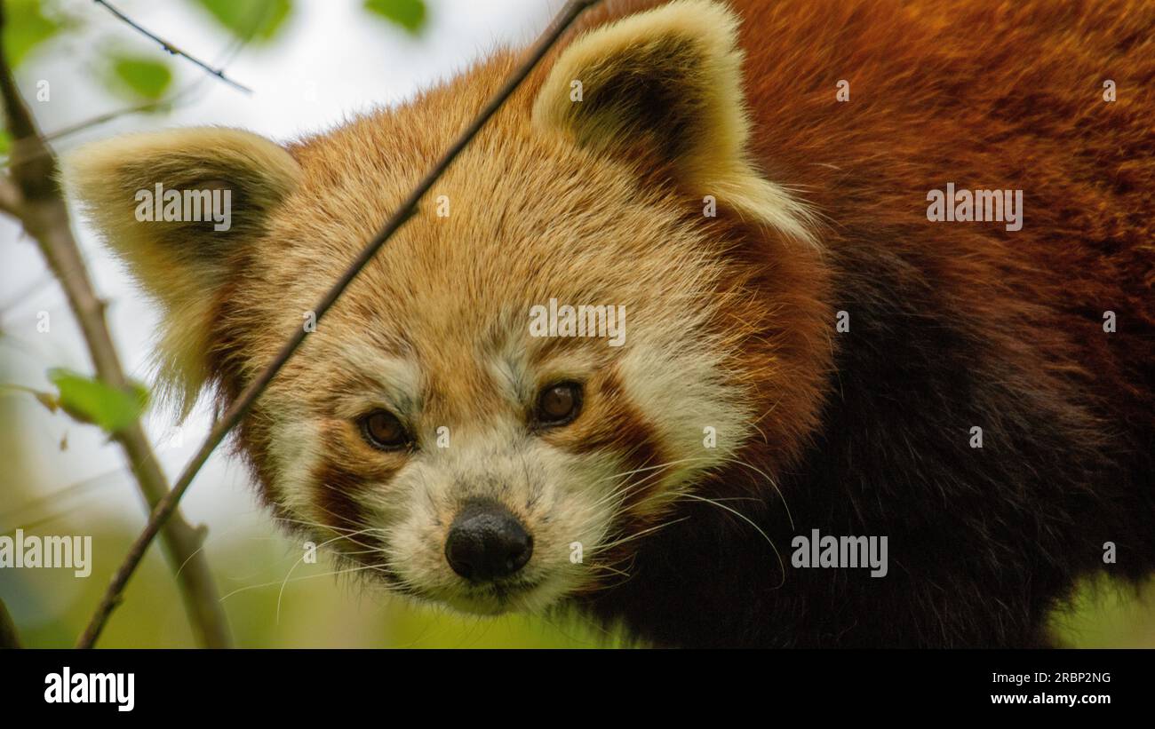 Spying Red Panda Stock Photo - Alamy