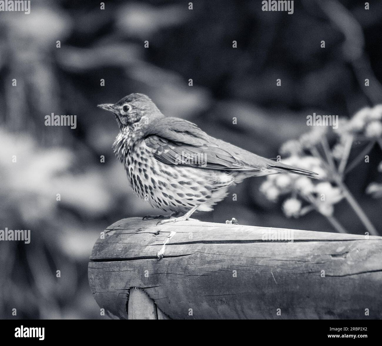 Thrush bird hi-res stock photography and images - Alamy