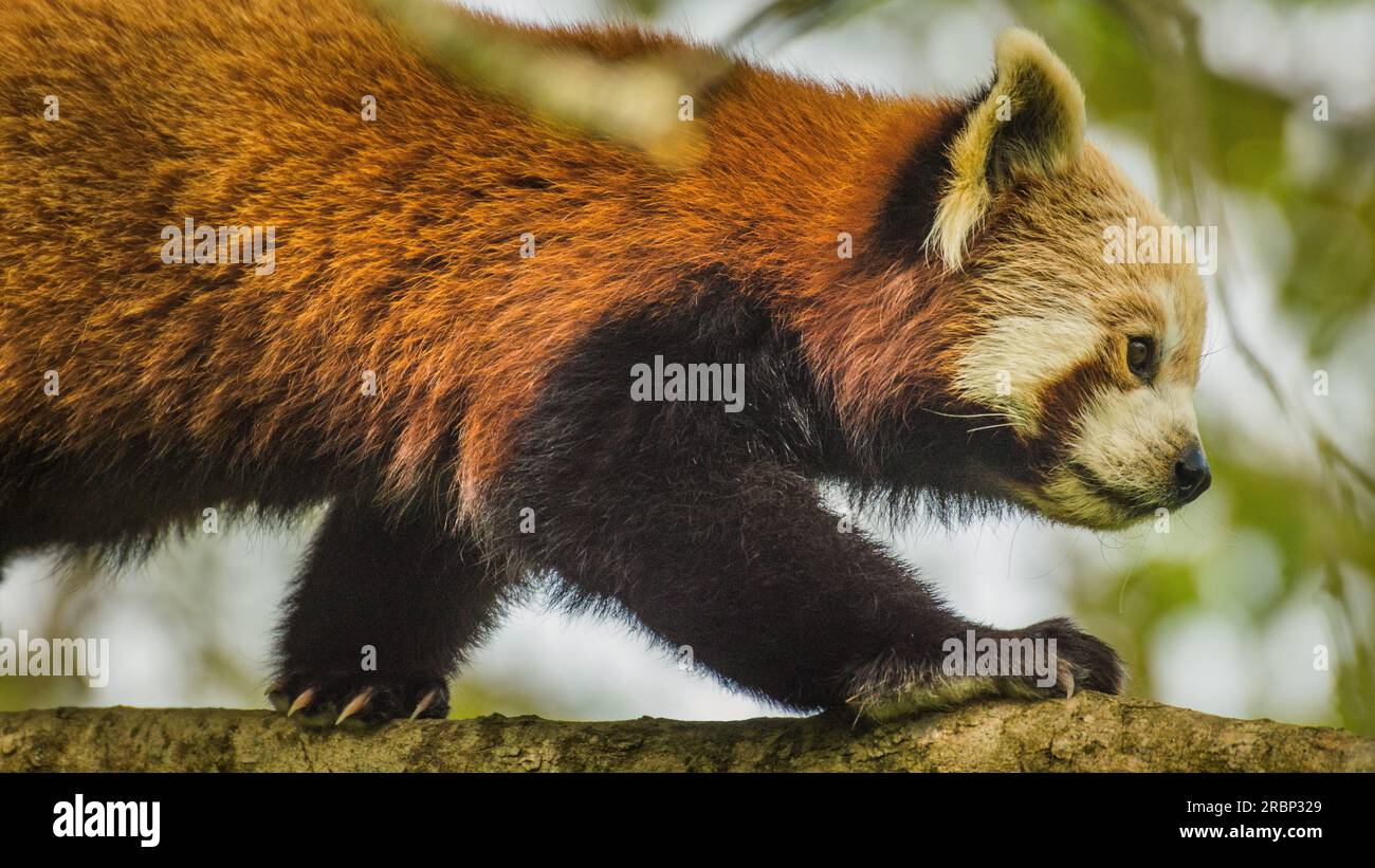 Red panda paw hi-res stock photography and images - Alamy