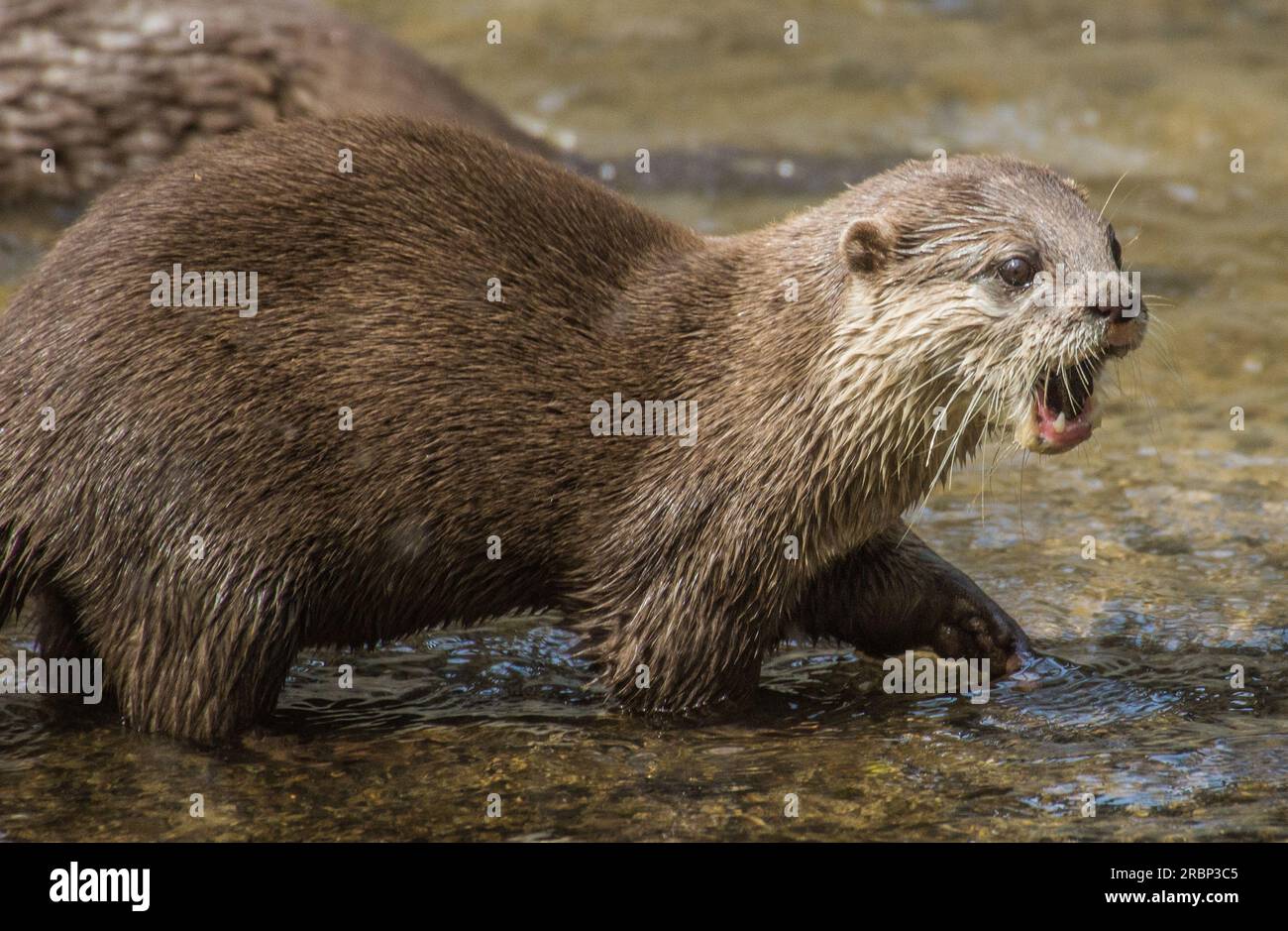 Otters bathing hi-res stock photography and images - Alamy