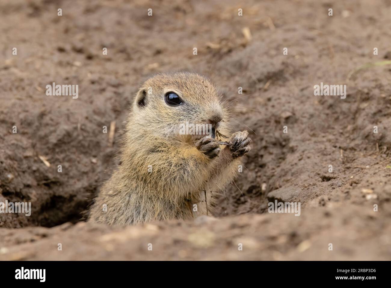 Ground squirrel colony (Syslovisko Biele vody), National park Muranska ...