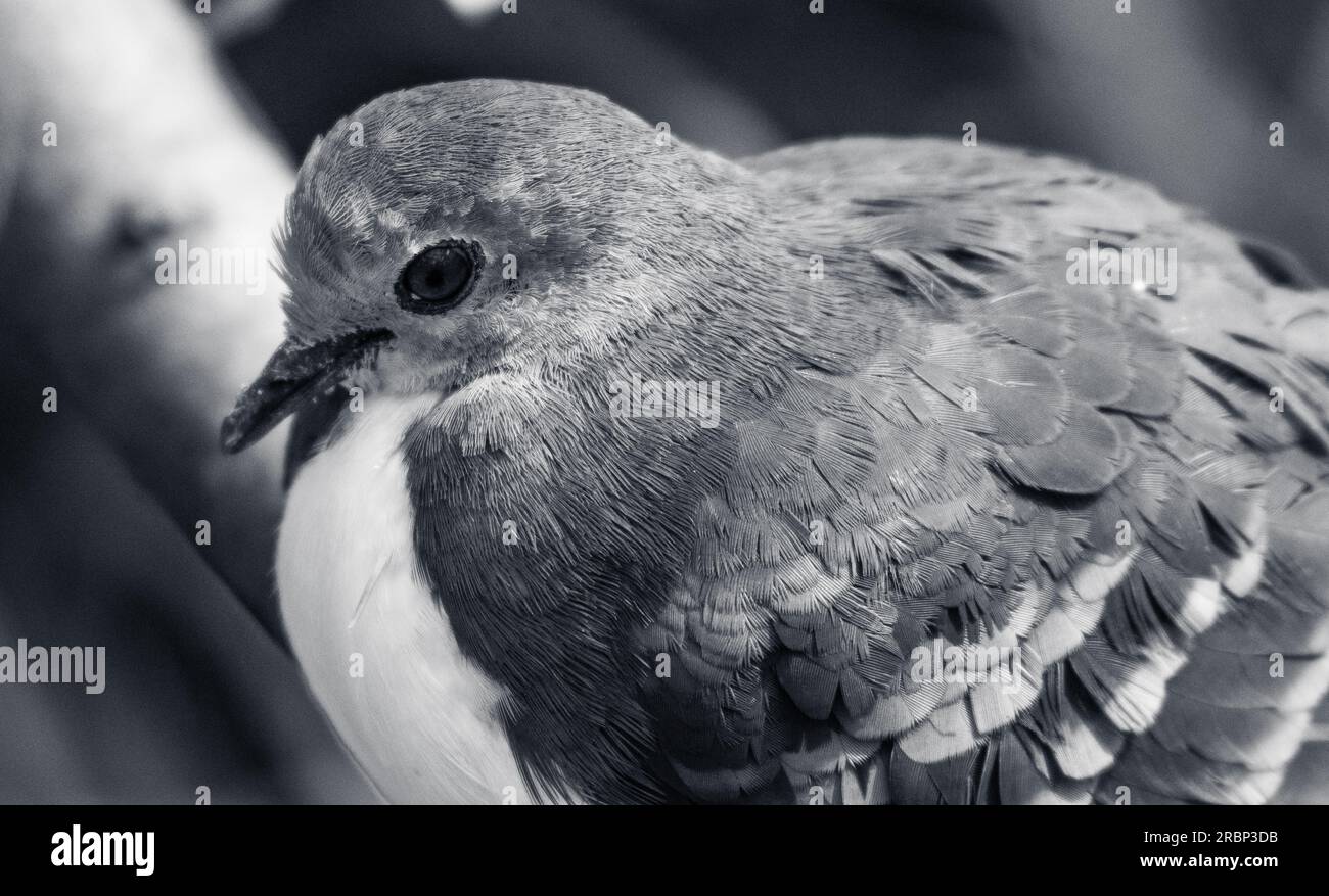 Cute doves hi-res stock photography and images - Alamy