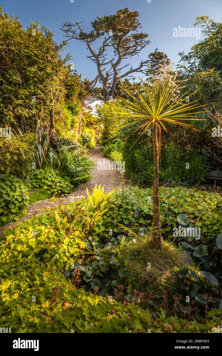 Garden at Longcross Gardens, Port Isaac, Cornwall, England Stock Photo ...