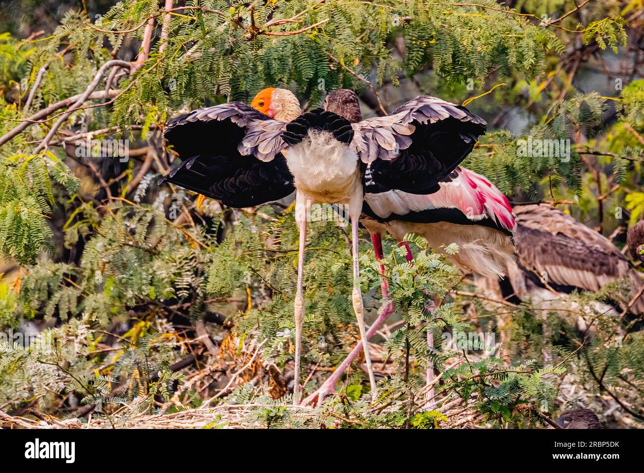 Horizontal wings hi-res stock photography and images - Alamy