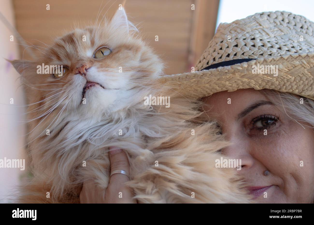 Fluffy kitty hi-res stock photography and images - Alamy