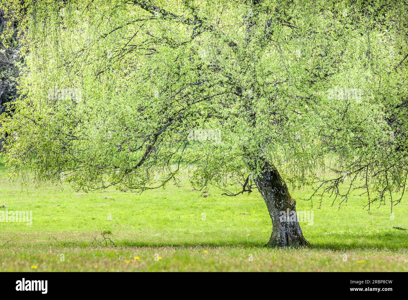 Birch tree in spring hi-res stock photography and images - Alamy