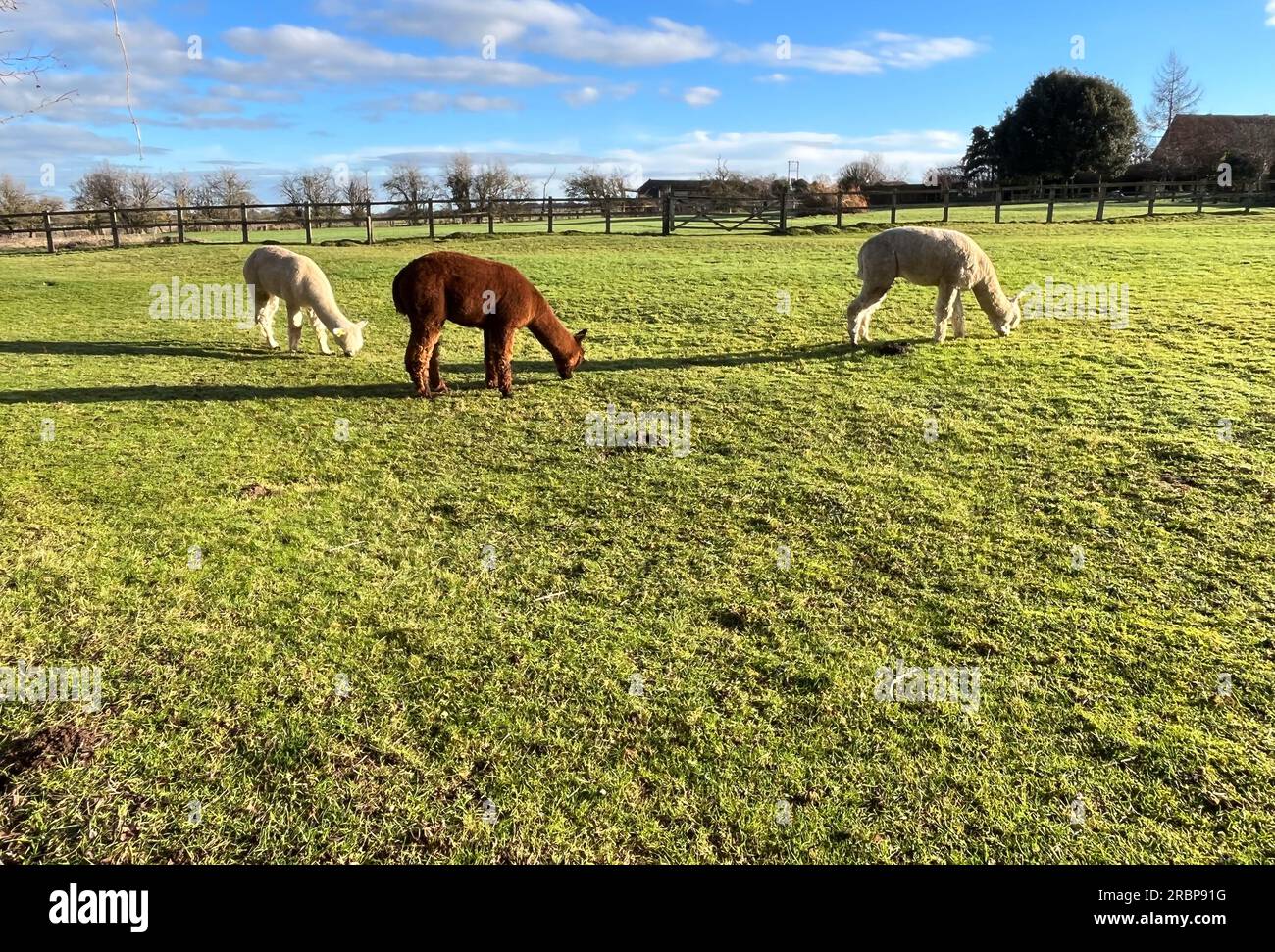 Alpacas grazing on a farm Stock Photo - Alamy