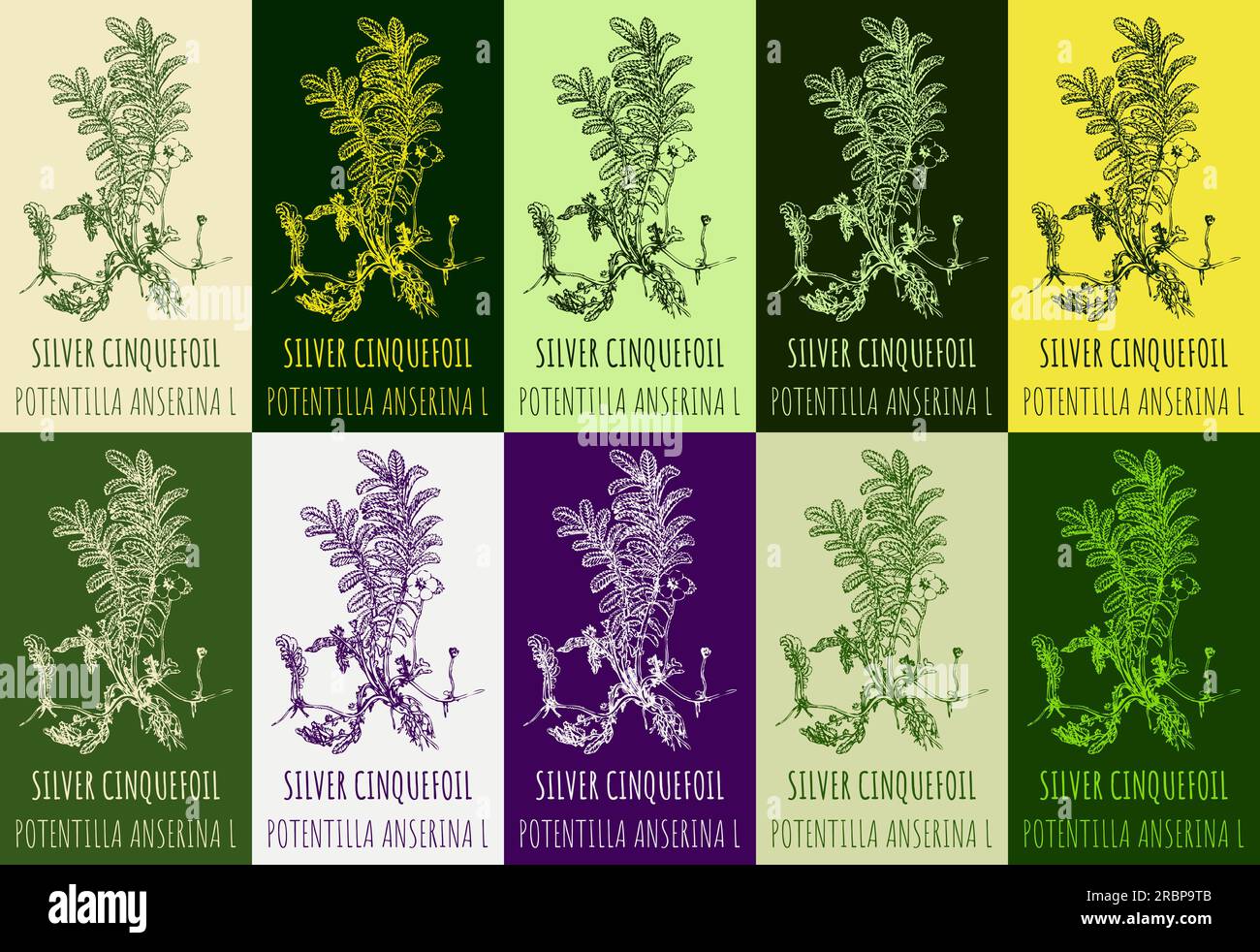 Set of vector drawing SILVER CINQUEFOIL in various colors. Hand drawn ...