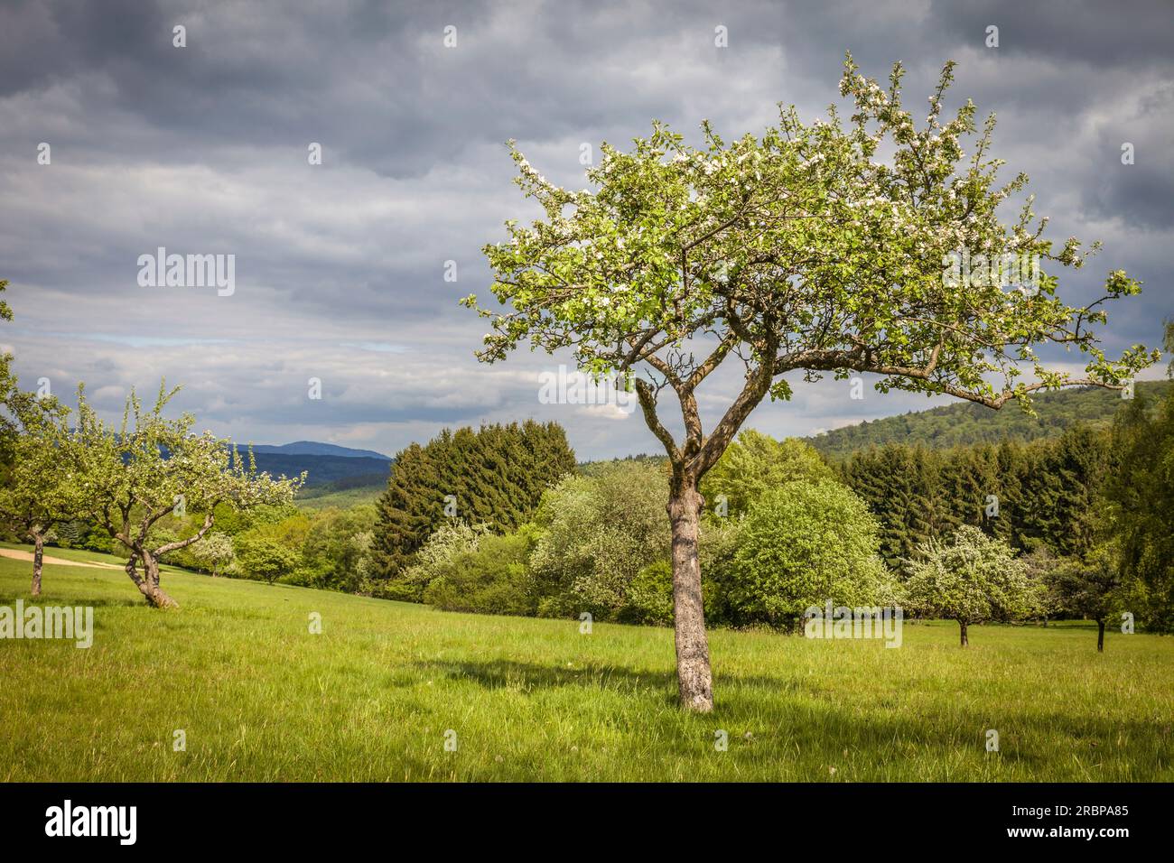 Spring in the meadow orchards near Engenhahn, Niedernhausen, Hesse ...