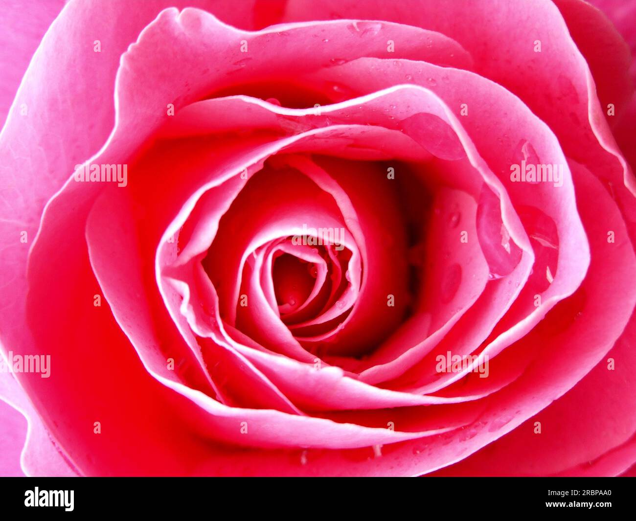 Curled center hi-res stock photography and images - Alamy