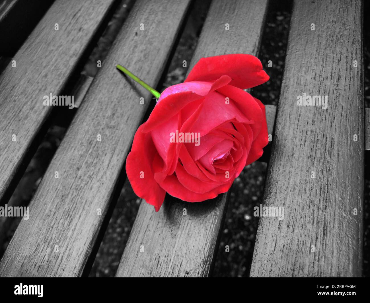 Cut red rose on park bench Stock Photo - Alamy