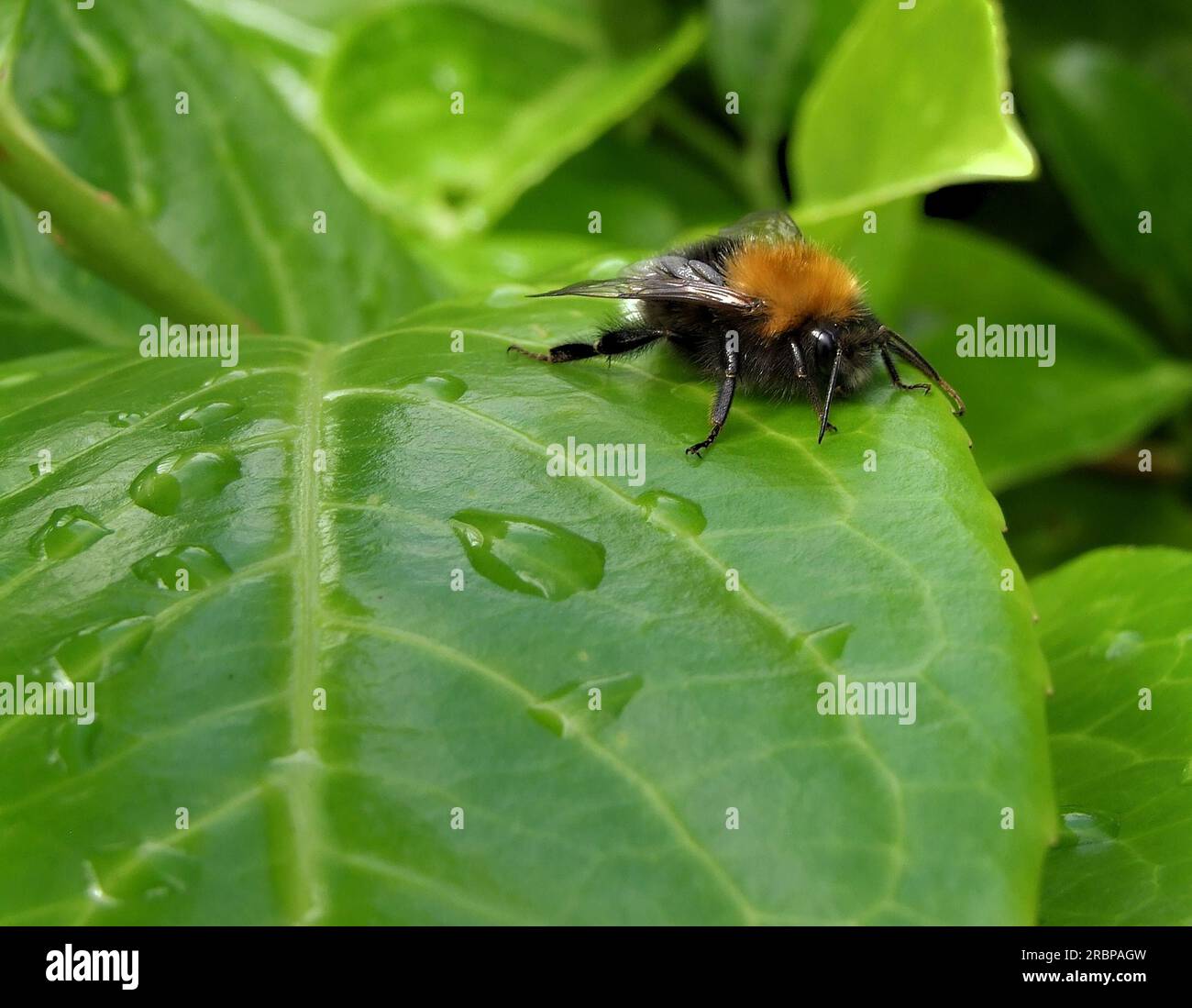 Male resting on leaf hi-res stock photography and images - Alamy