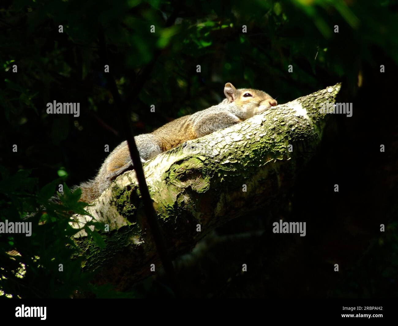 Sleeping squirrel hi-res stock photography and images - Alamy
