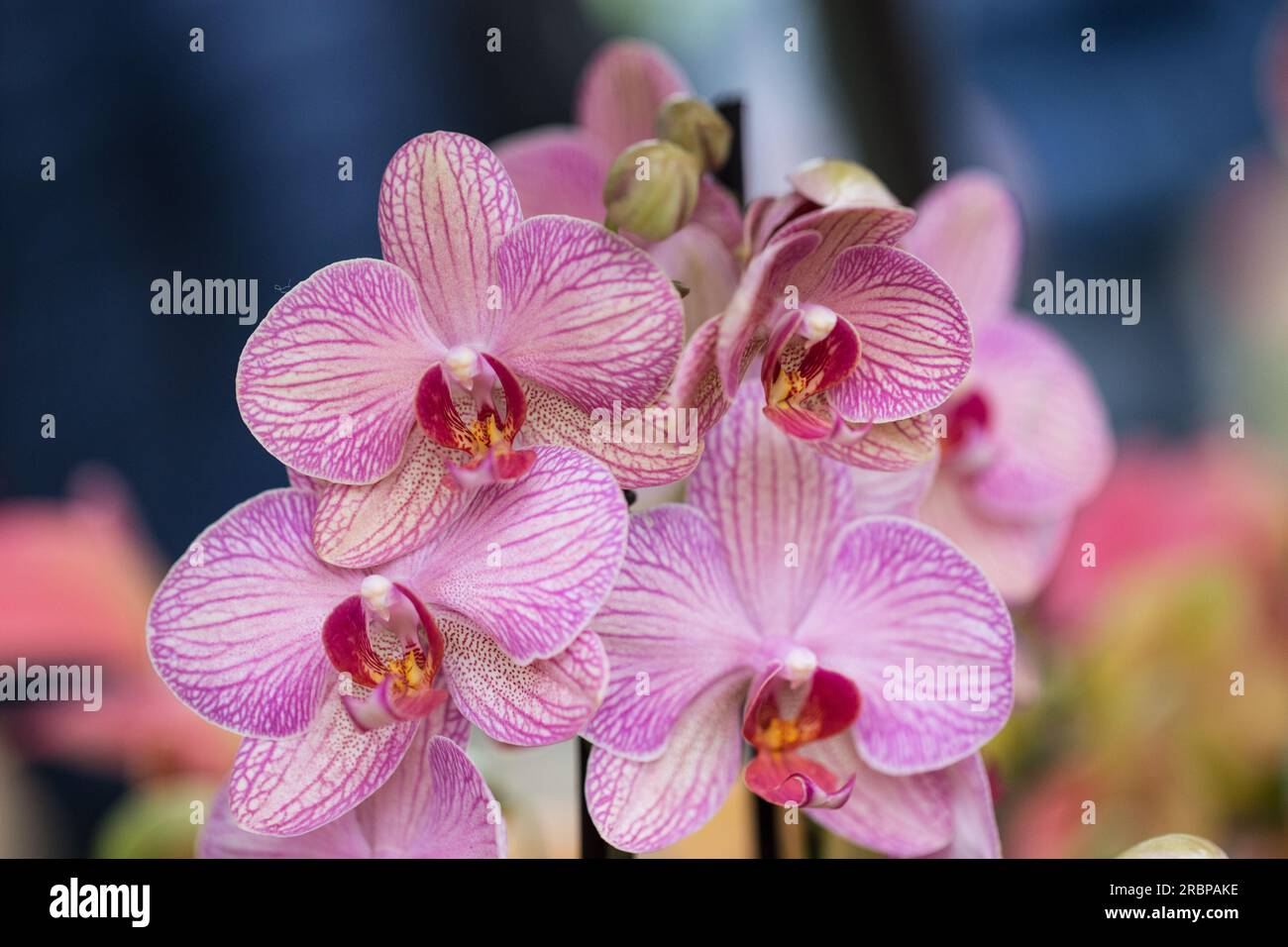 Orchids are plants that belong to the family Orchidaceae Stock Photo ...