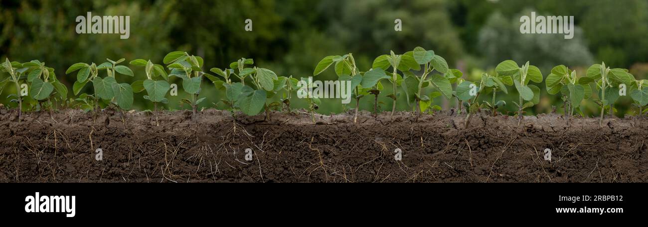 Fresh green soybean plants with roots Stock Photo - Alamy