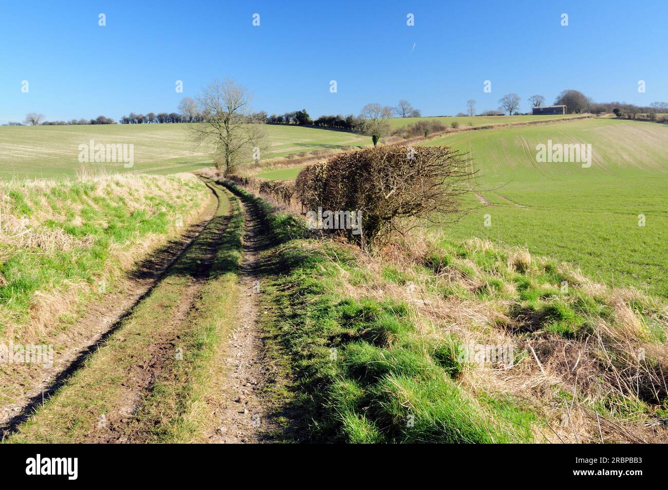 A rutted byway on the Lambourn Downs near Upper Upham, Wiltshire Stock ...