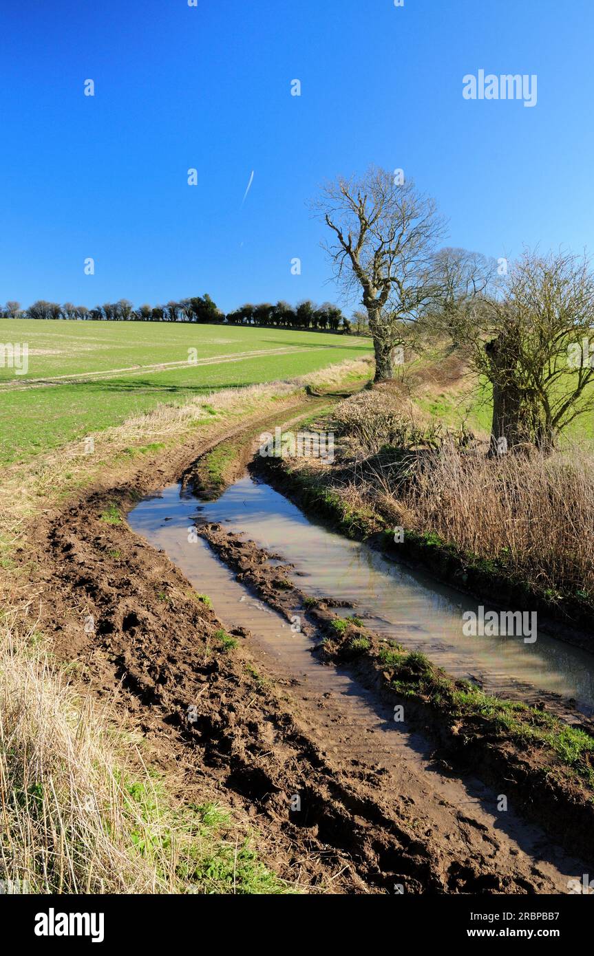 A rutted and waterlogged byway on the Lambourn Downs near Upper Upham ...