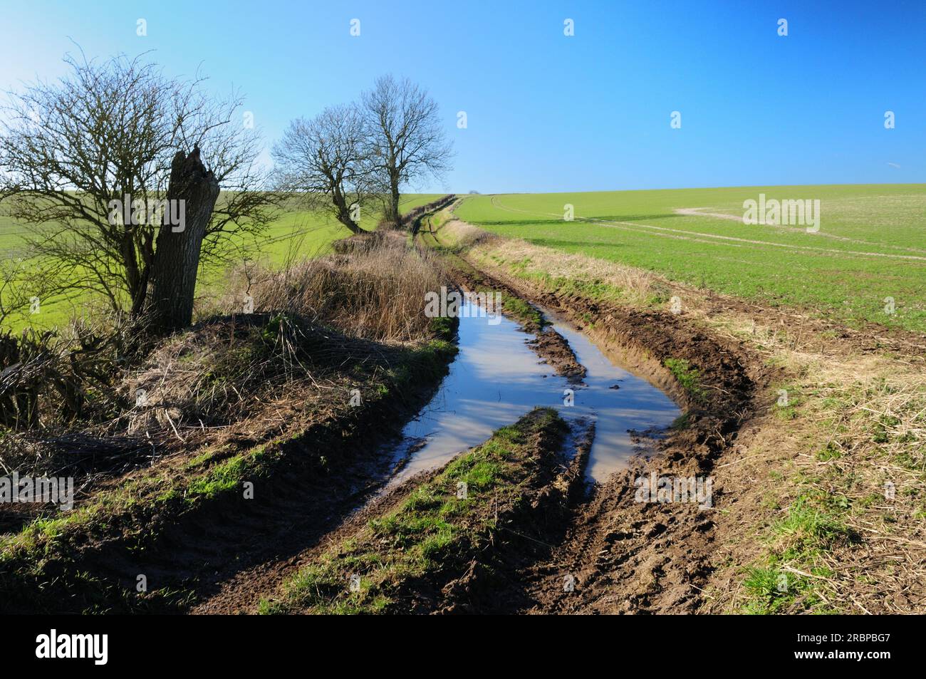 A rutted and waterlogged byway on the Lambourn Downs near Upper Upham ...