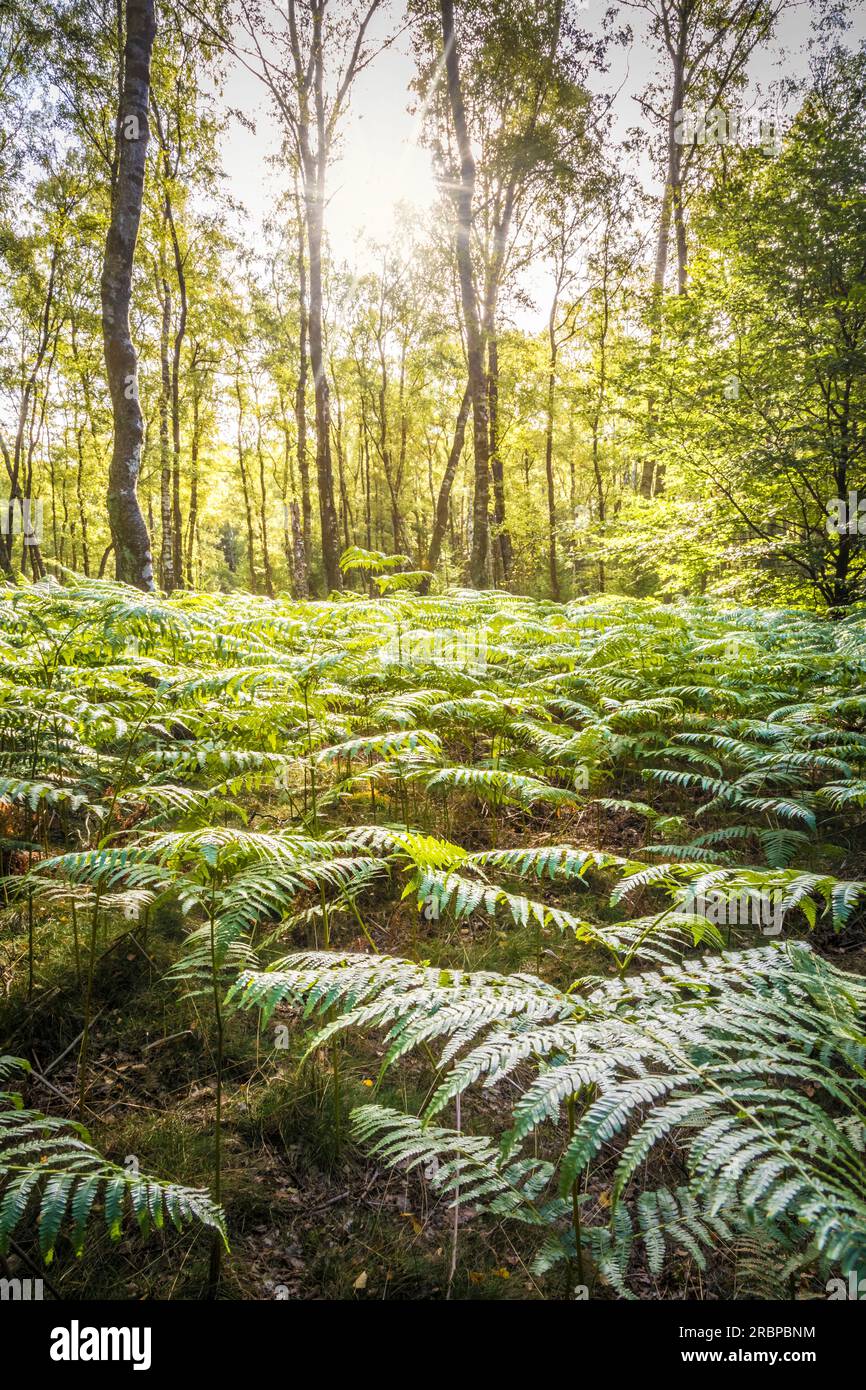 Birch forest with ferns in the Taunus near Engenhahn, Niedernhausen ...