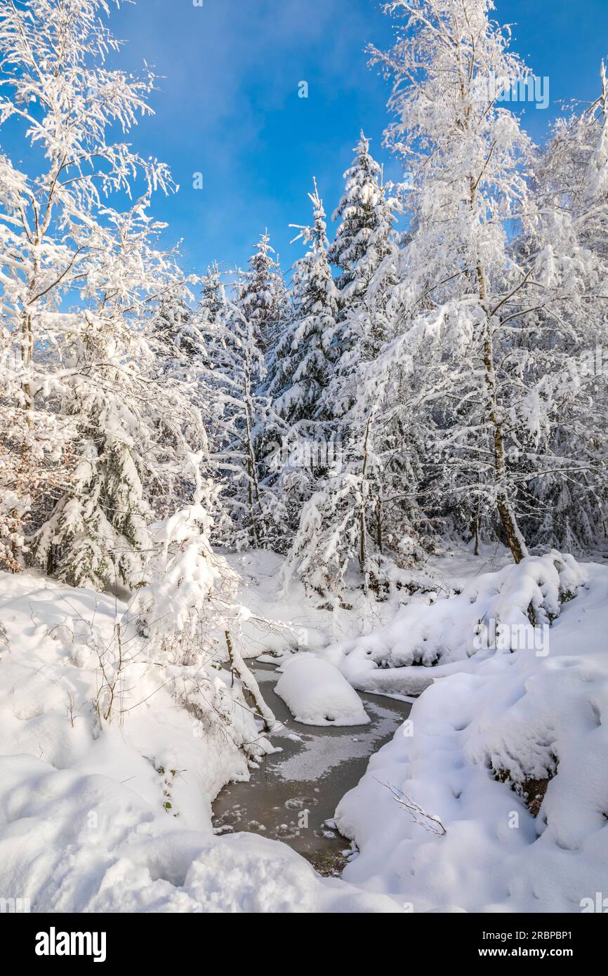 Snowy winter forest in the Rheingau-Taunus Nature Park near Engenhahn ...