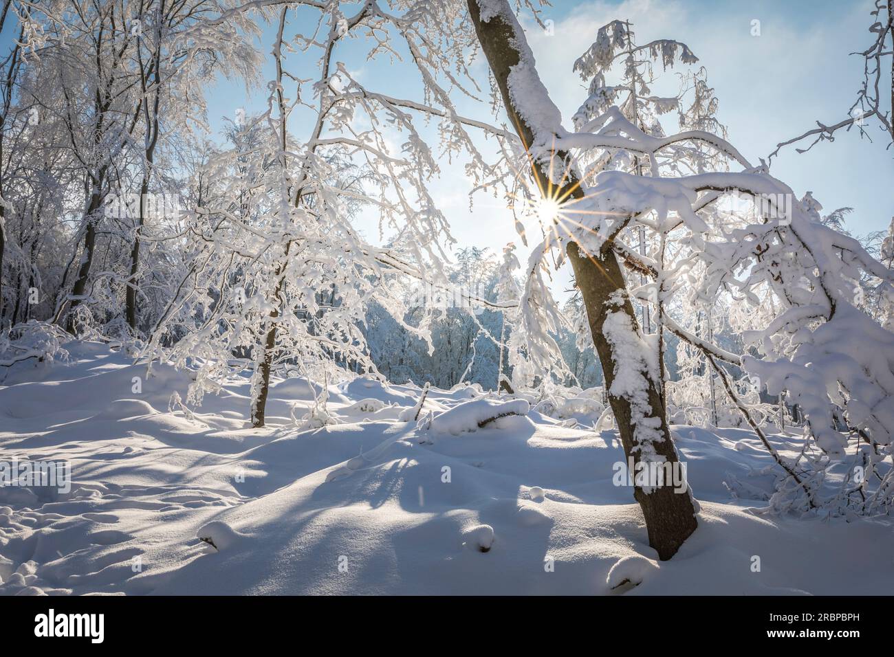 Winter sun in the snowy forest in the Rheingau-Taunus Nature Park near ...