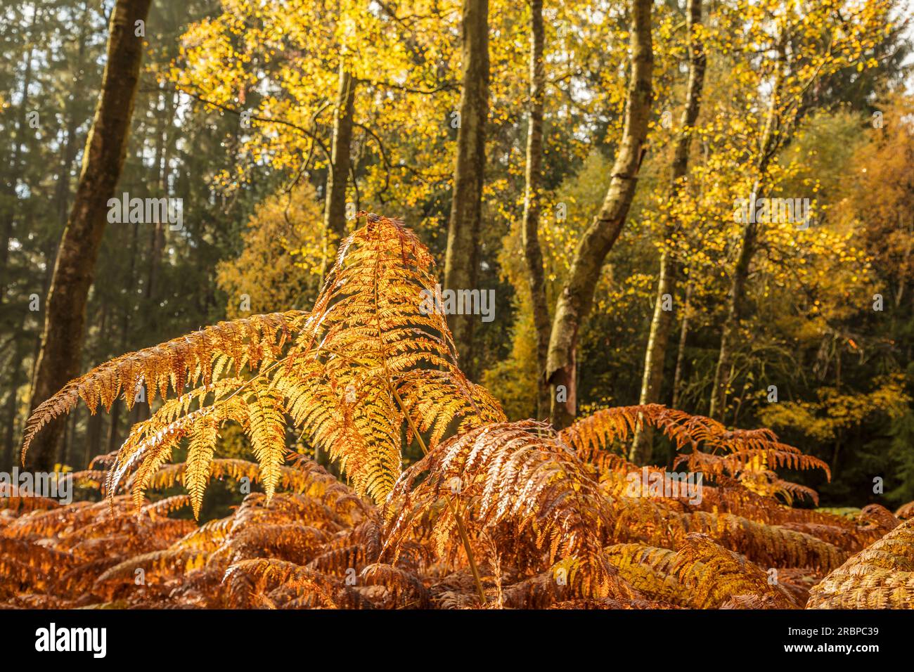 Autumn birch forest with ferns in the Rheingau-Taunus Nature Park ...