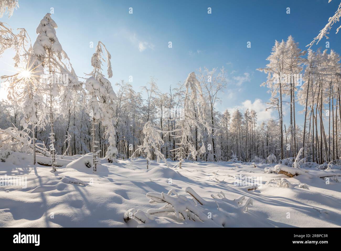 Winter sun in the snowy forest in the Rheingau-Taunus Nature Park near ...