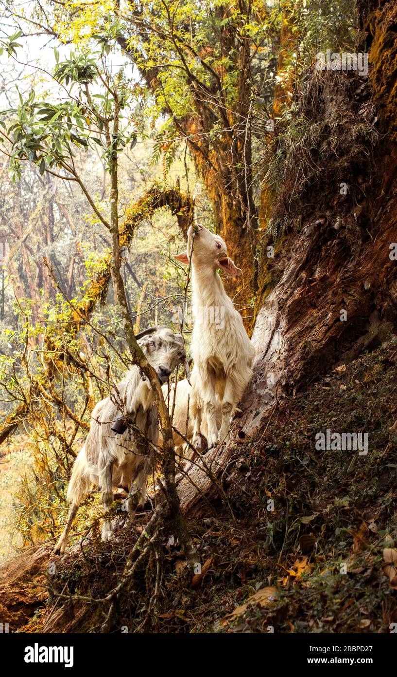 Gray and white goats hi-res stock photography and images - Alamy