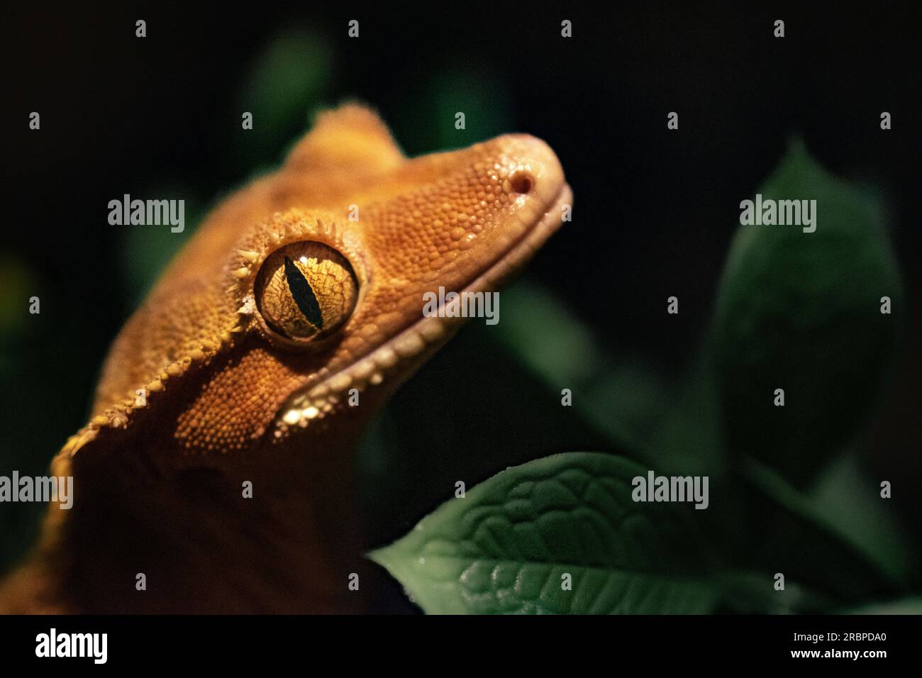 Gecko eyes hi-res stock photography and images - Alamy