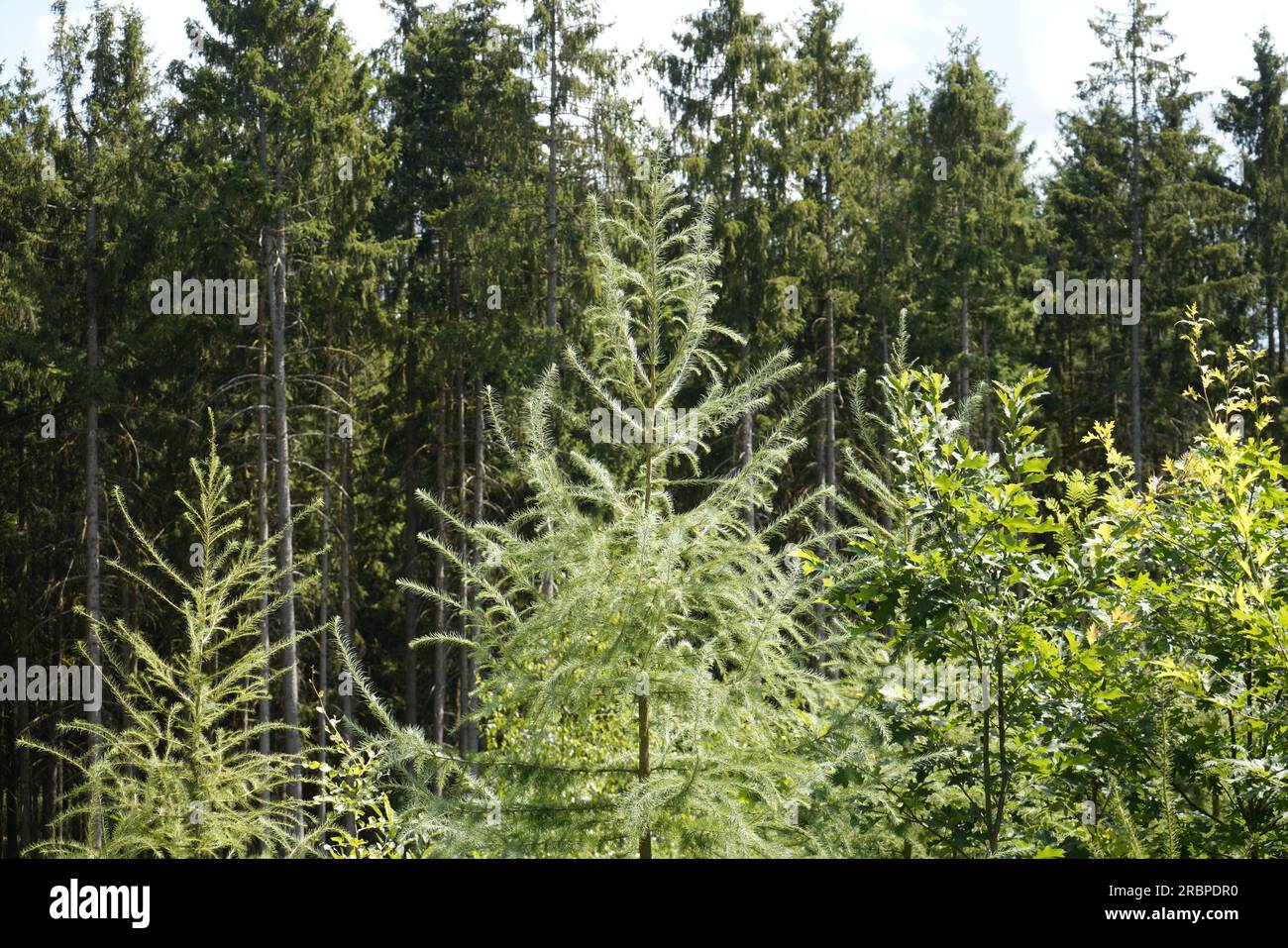 Forest dieback due to climate change, drought and storms and ...