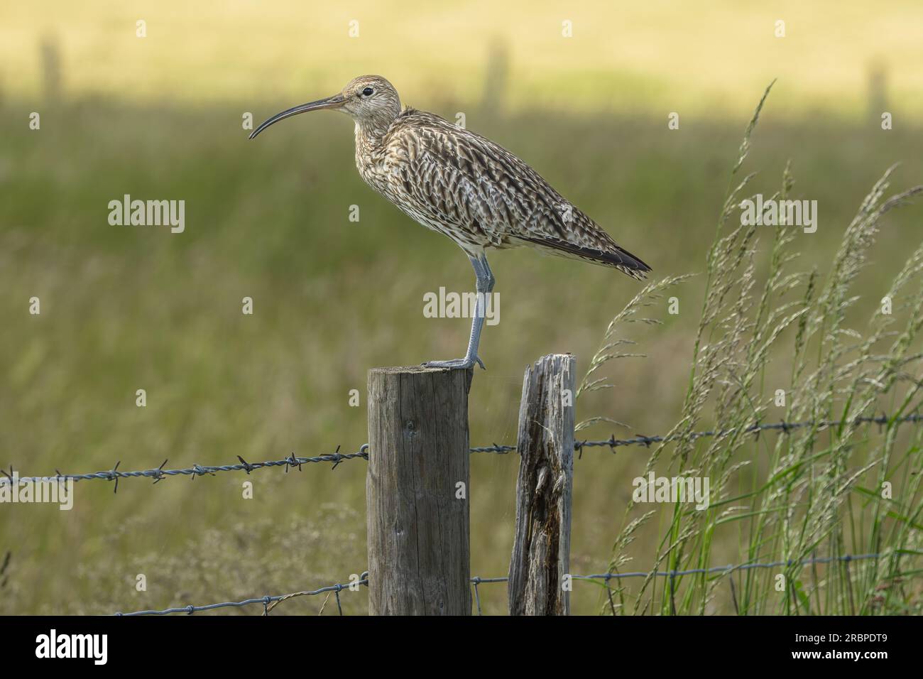 Curlew, Scientific name: Numenius arquata. Close up of an adult curlew ...