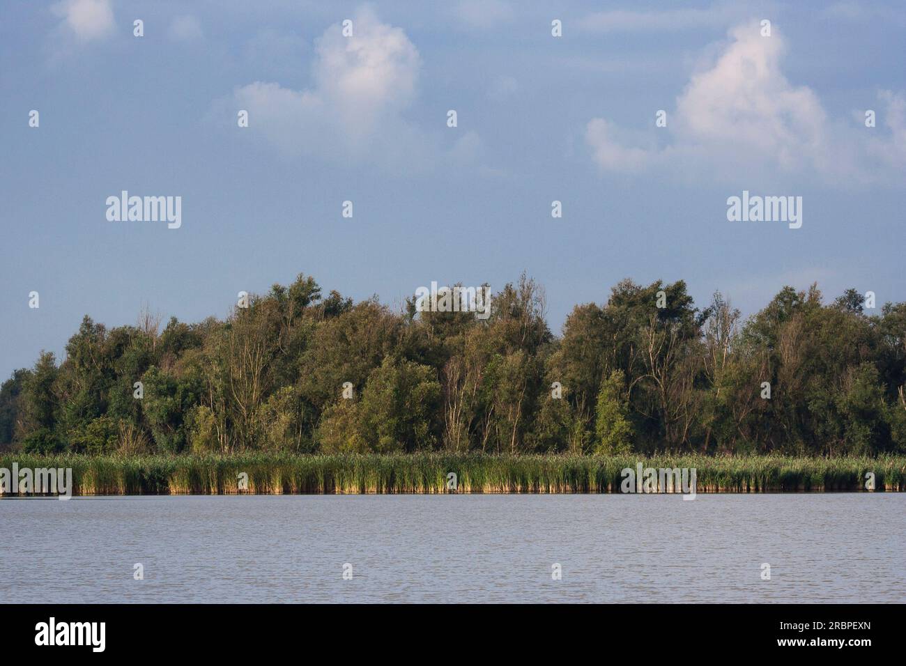 Waterplas met bos en rietkraag; Lake with forest and reedbed Stock ...