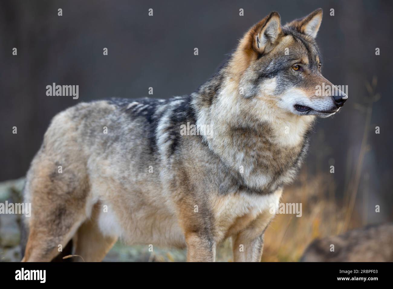 Alert male grey wolf standing on a rock in the forest Stock Photo - Alamy