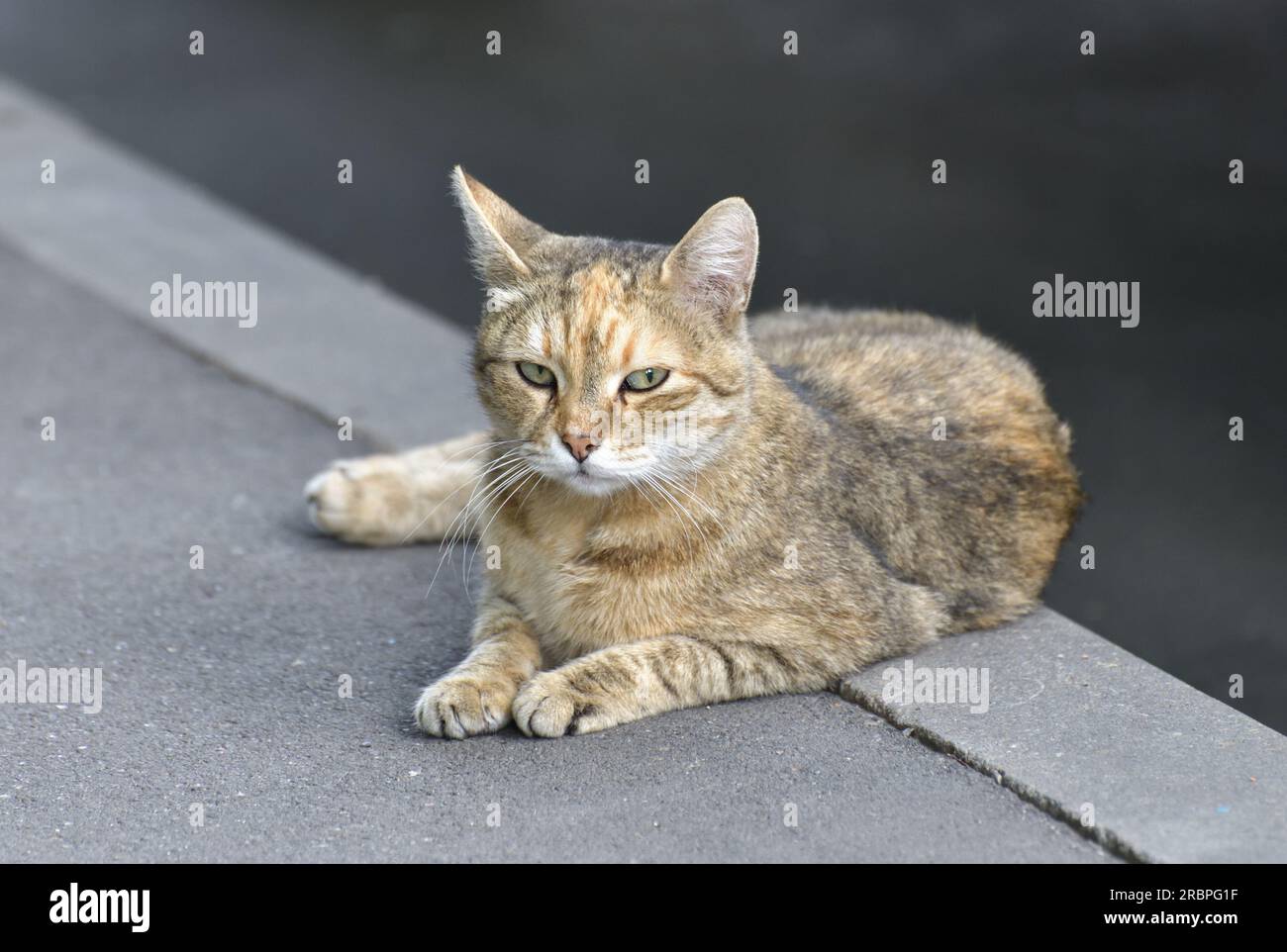 Adult beige cat lies on sidewalk Stock Photo - Alamy