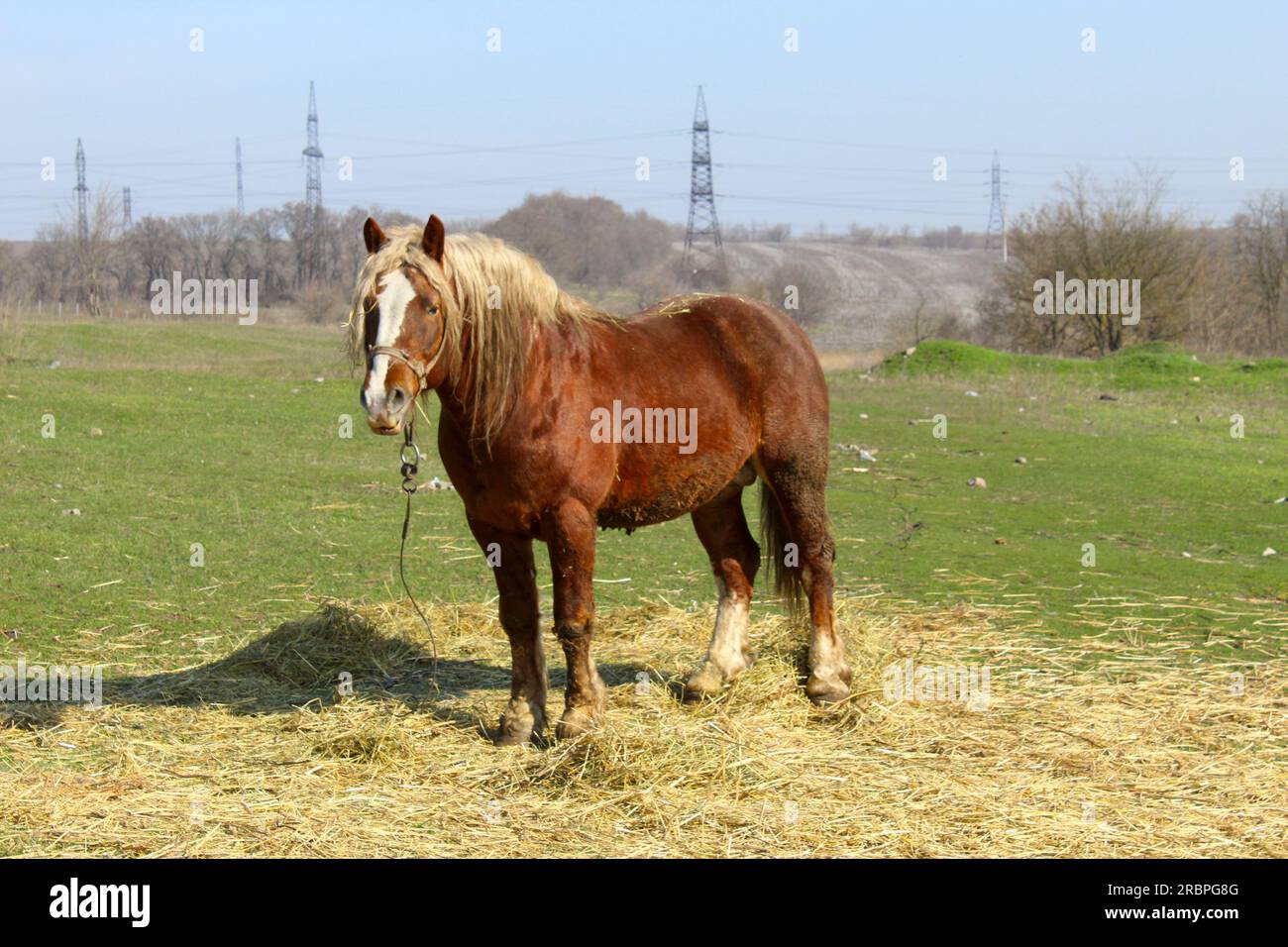 Grazing teeth hi-res stock photography and images - Alamy